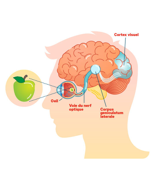 Anatomie de l'oeil : voici comment on voit| Hans Anders